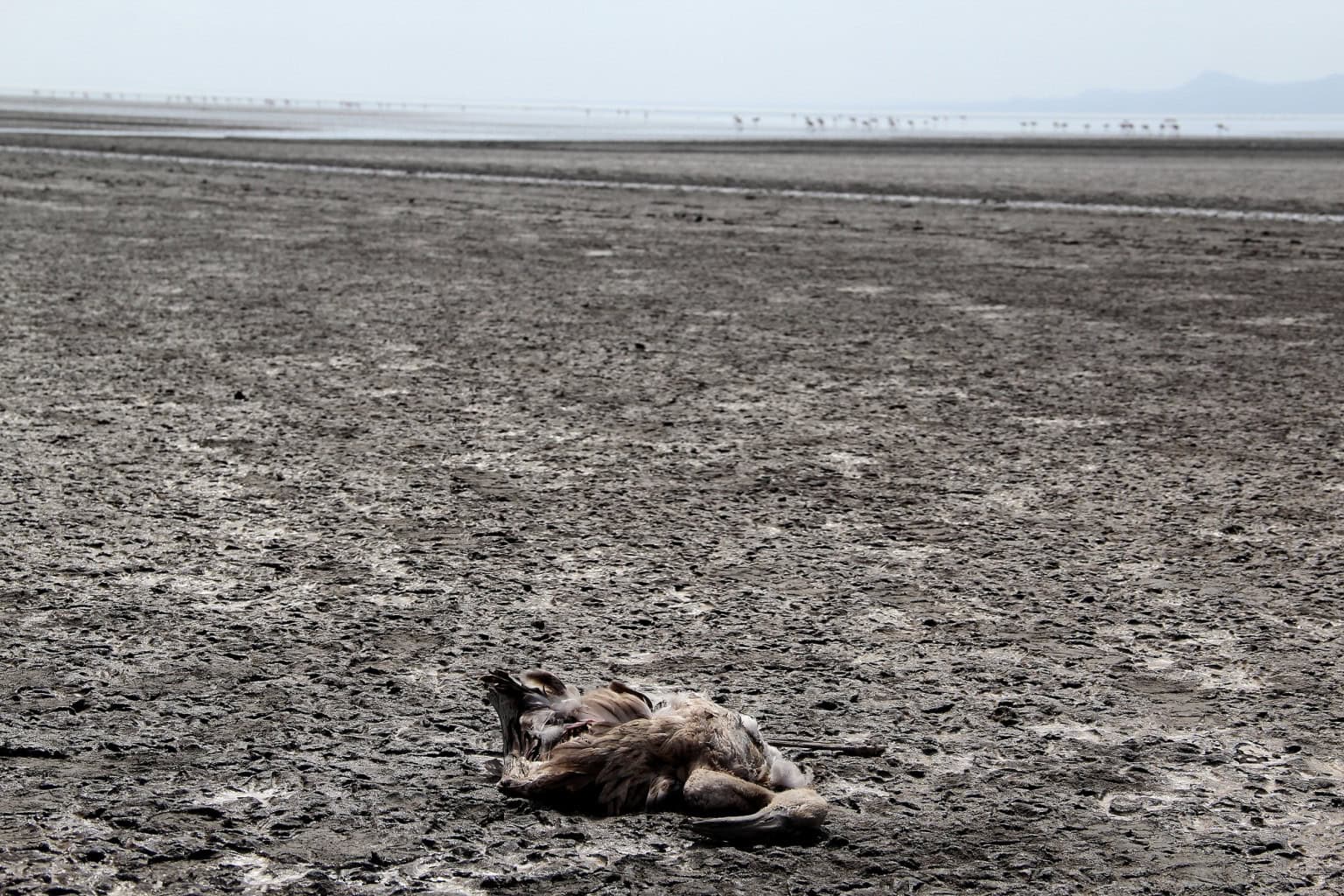 Conheça o lago africano que “transforma” animais em pedra