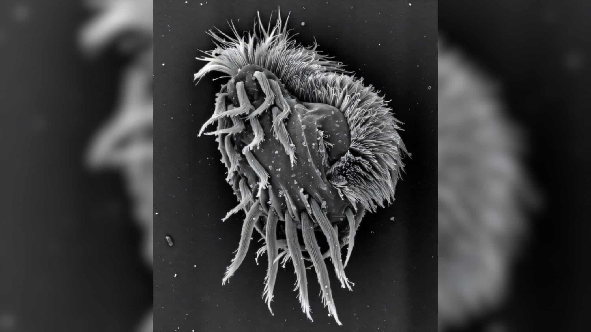 Micróbio vira canibal gigante e caça os próprios clones, revela estudo